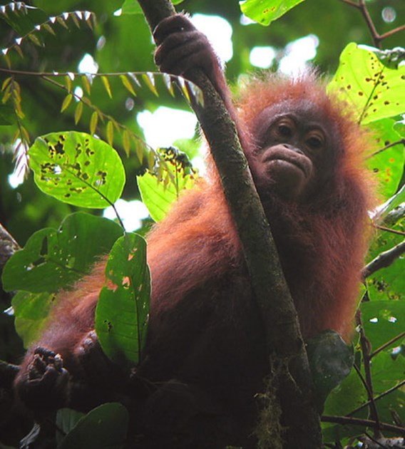 Danielle Lightfoot is fundraising for Raleigh International Trust