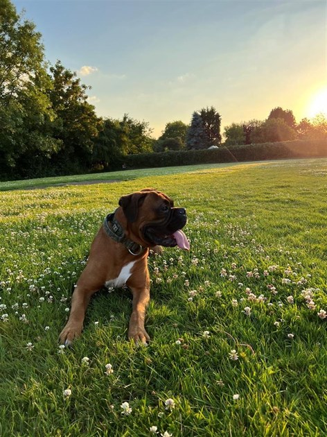 Boxer Dog Bear . is fundraising for Mind
