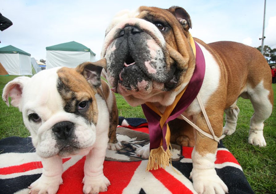 Fiona Donaldson is fundraising for Medical Detection Dogs