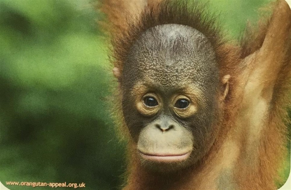 Anne-Marie Doe is fundraising for Orangutan Appeal UK