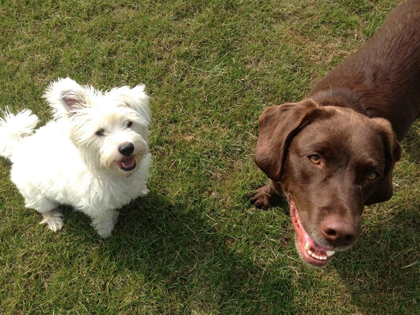 Llinos Stanbridge is fundraising for Dogs Trust