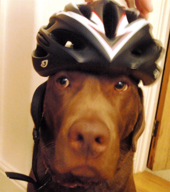 Susan Inglis is fundraising for Hope and Homes for Children