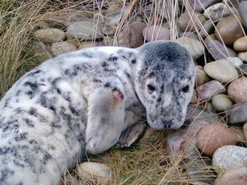 corinne gordon is fundraising for Hessilhead Wildlife Rescue Trust