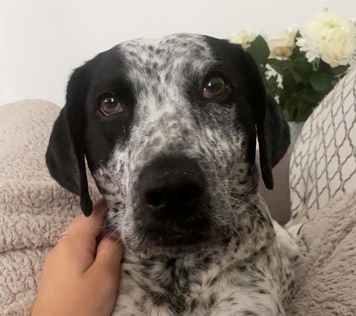 Ellie Lamb is fundraising for National Animal Welfare Trust