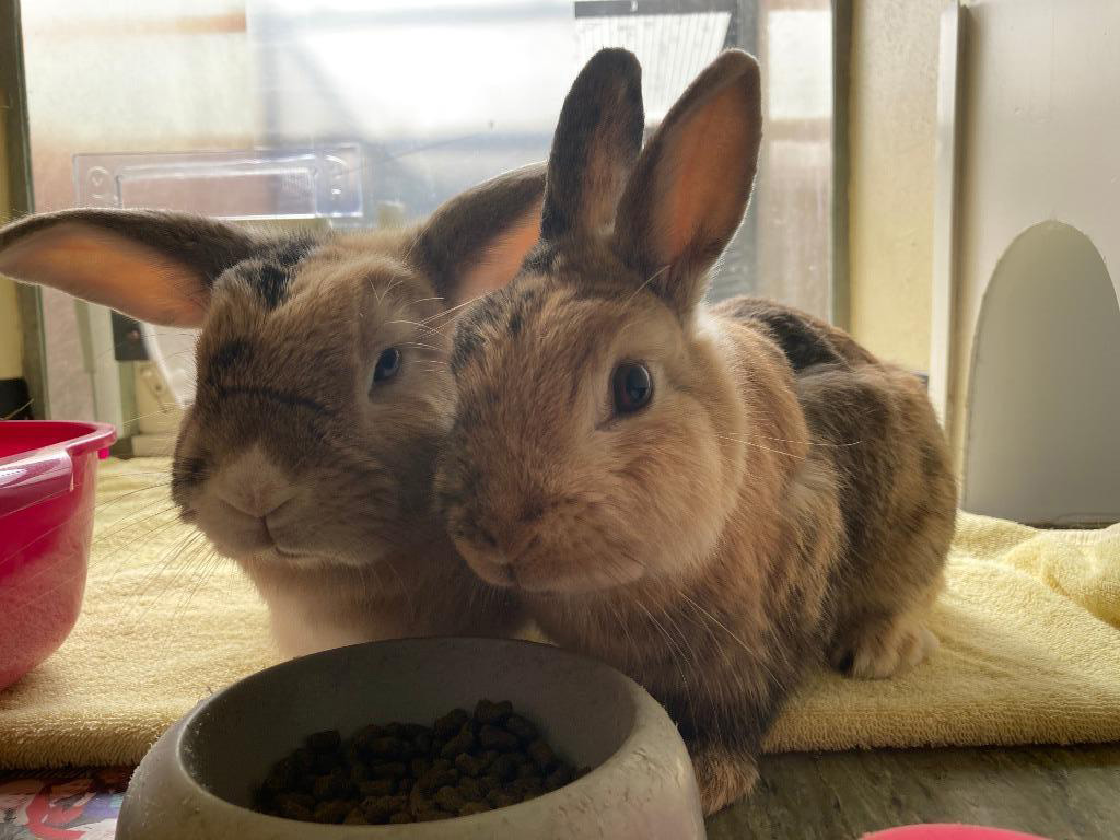 Big Rabbitry Rebuild at RSPCA Little Valley Animal Shelter - JustGiving