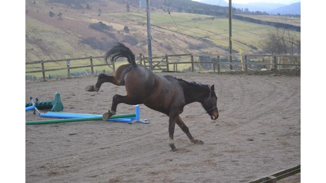 Yvonne Maclean is fundraising for Equine Grass Sickness Fund