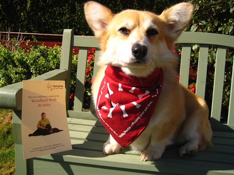 Philippa Abbott is fundraising for Hearing Dogs For Deaf People