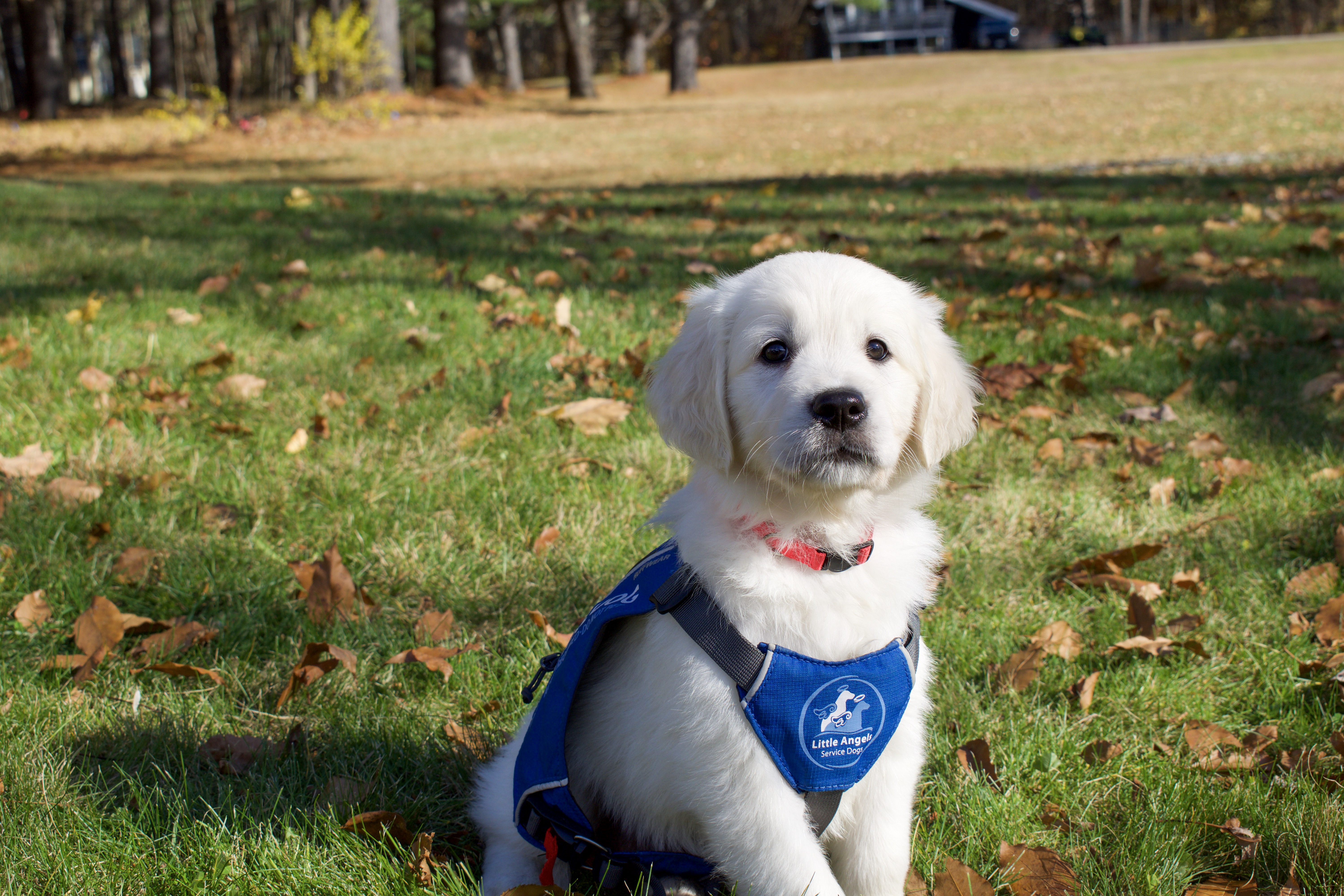 Little Angels Service Dogs Raising for Recipients - JustGiving