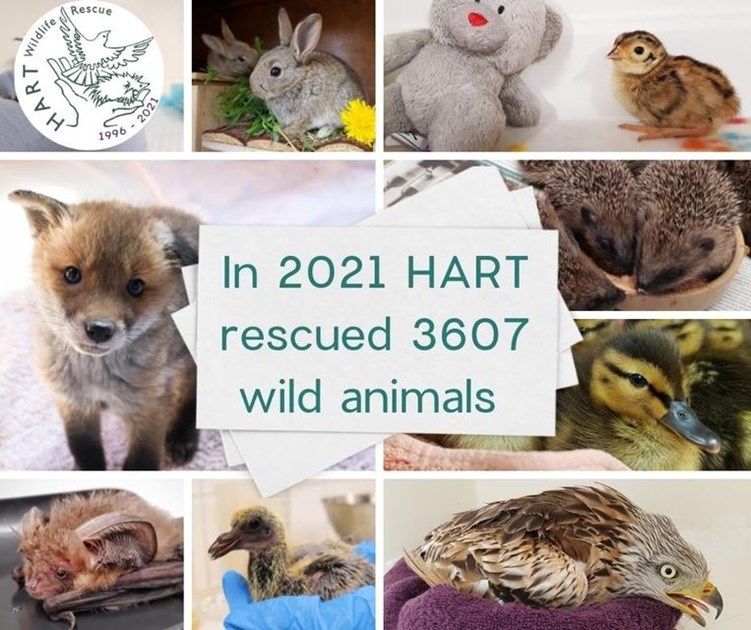 Steve Walker is fundraising for Hart Wildlife Rescue