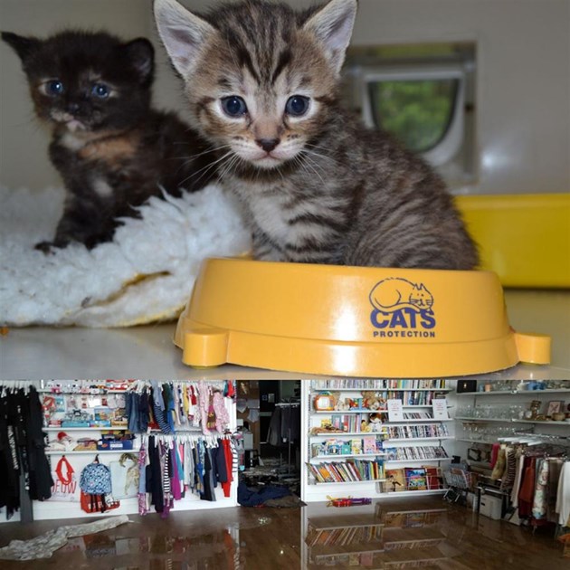 Milton Keynes Cats Protection Charity Shop is fundraising for Cats ...