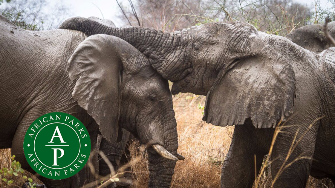 Victoria Stark is fundraising for African Parks