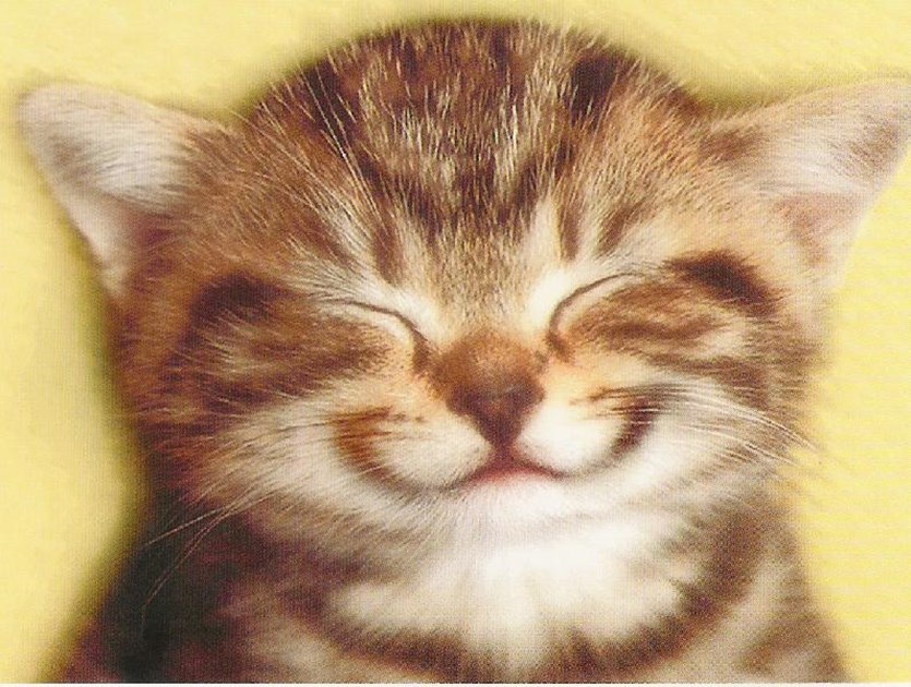 Caroline Starkey is fundraising for Cats Protection