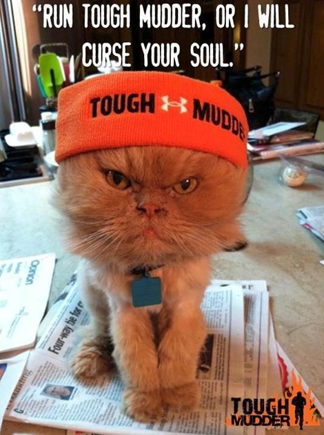 Alice Fitzpatrick is fundraising for Help for Heroes