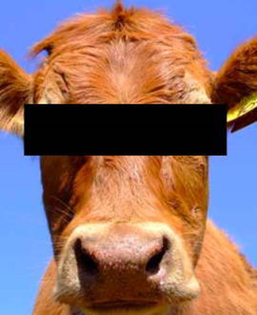 Mike Cow is fundraising for Medical Aid for Palestinians