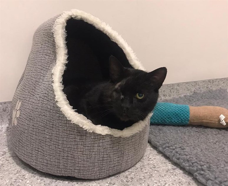 North West London Cats Protection is fundraising for Cats Protection