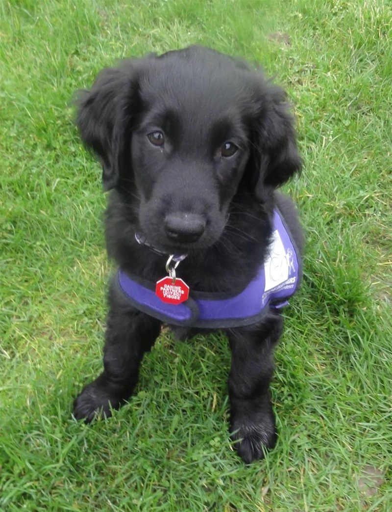 Julie Brewer is fundraising for Canine Partners