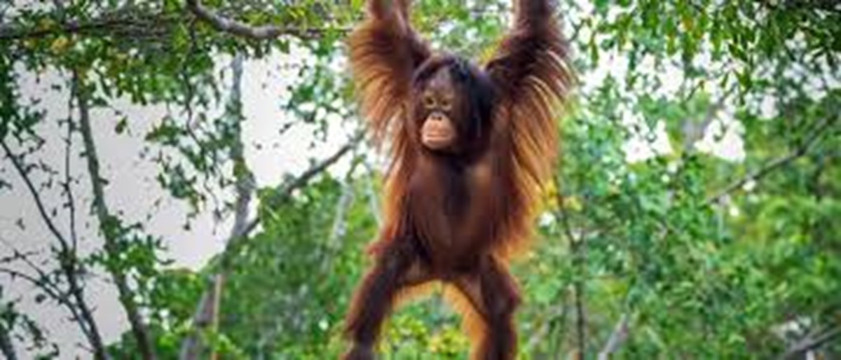 Terence Goodman is fundraising for Wildlife Conservation International