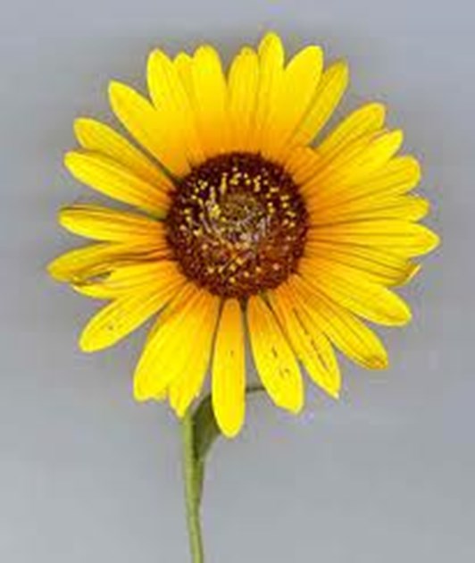 Elizabeth Dewar is fundraising for Sands, the stillbirth and neonatal ...