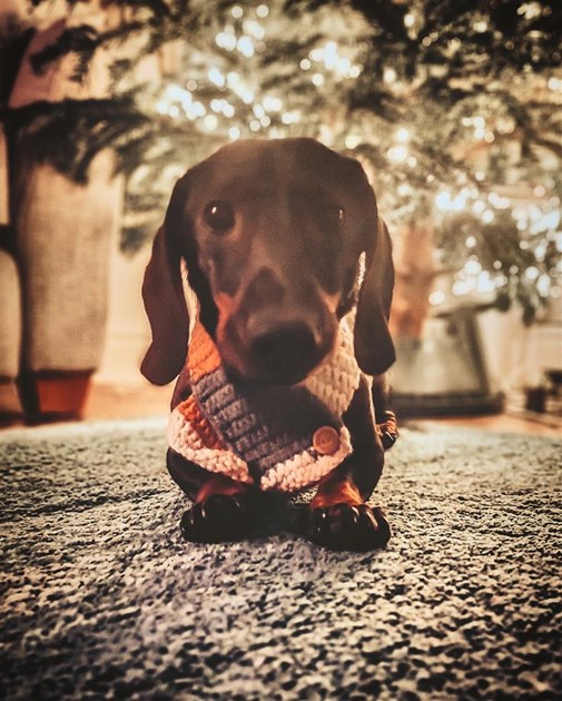 mike Tran is fundraising for Battersea