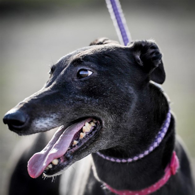 Emma Cowling is fundraising for Tia Greyhound & Lurcher Rescue