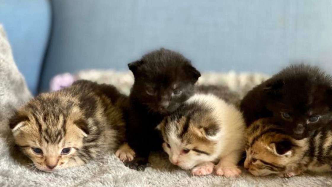 Anita Dinsdale is fundraising for Yorkshire Cat Rescue