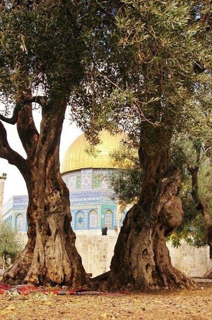 Mariam Naeem is fundraising for Penny Appeal