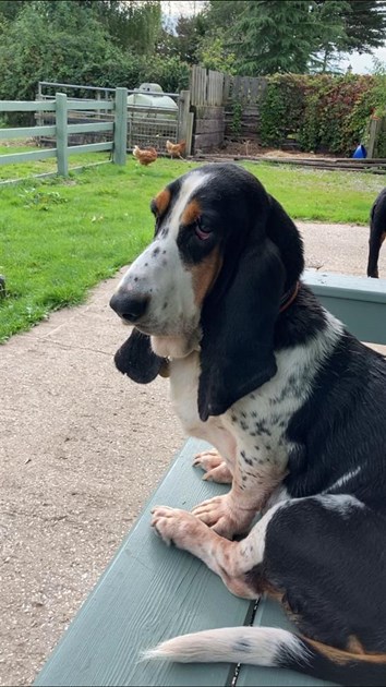 Jill Owen is fundraising for Rushton Dog Rescue