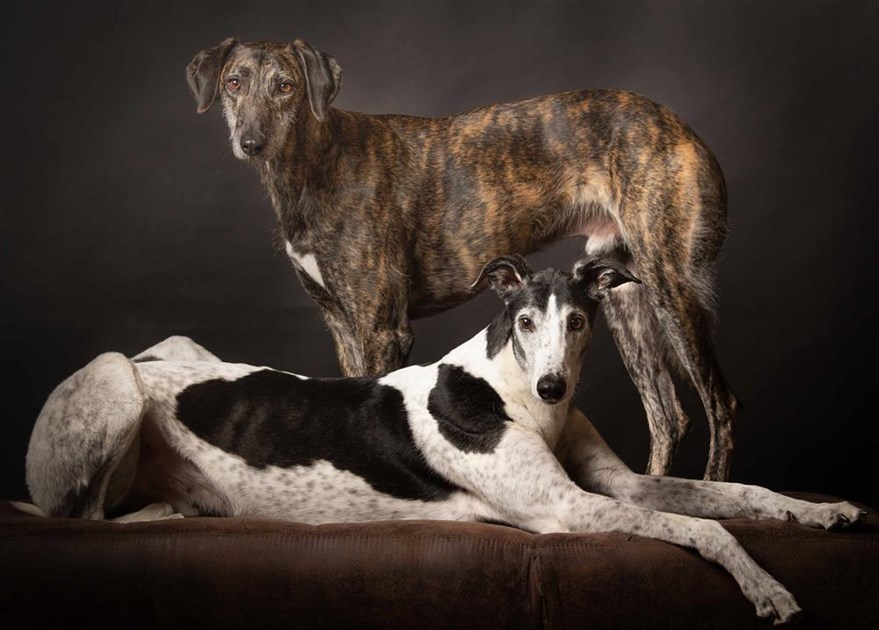 Phil Girdlestone is fundraising for Forever Hounds Trust