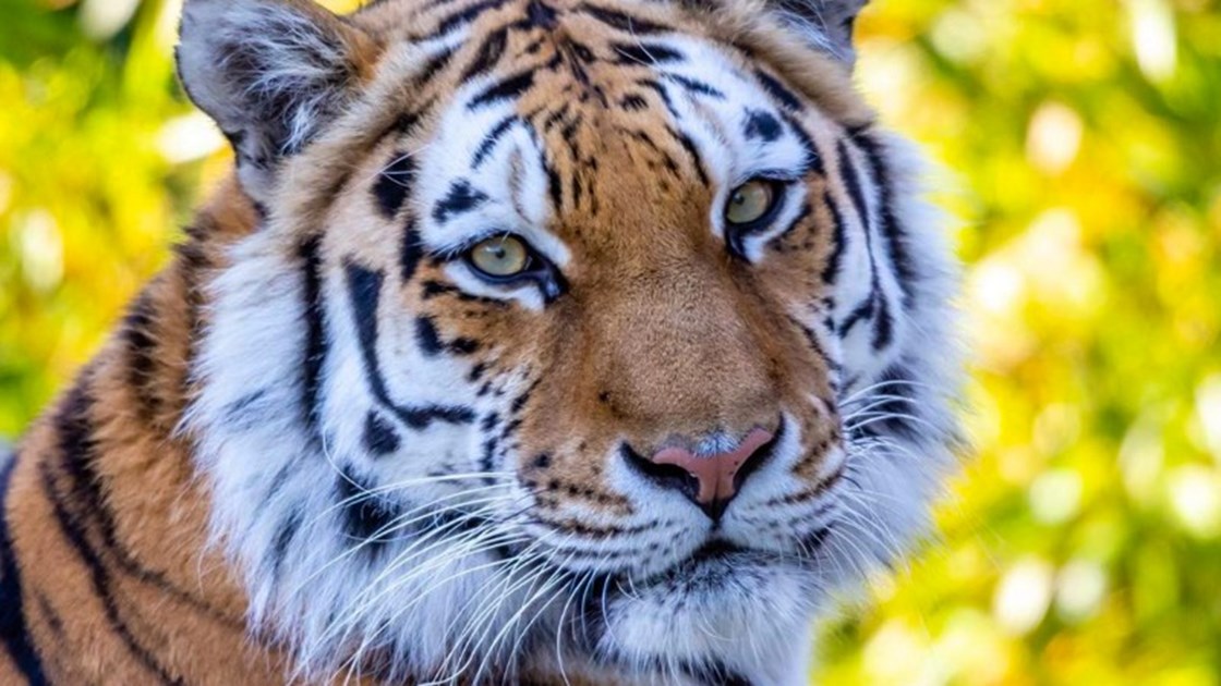 Dawn Eggleton is fundraising for Hertfordshire Zoo