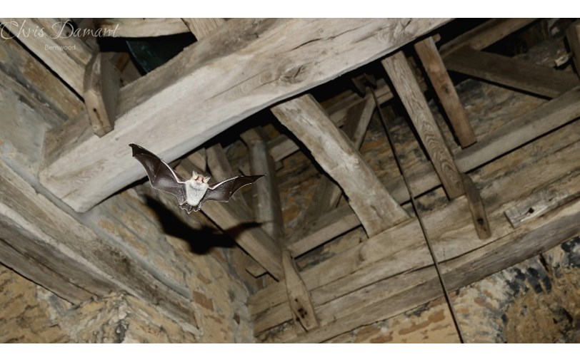 South Hill Bat Project -helping bats and humans share their space ...