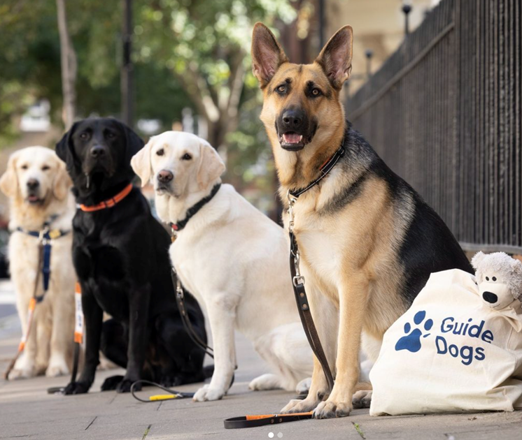 Jennie Scott is fundraising for Guide Dogs