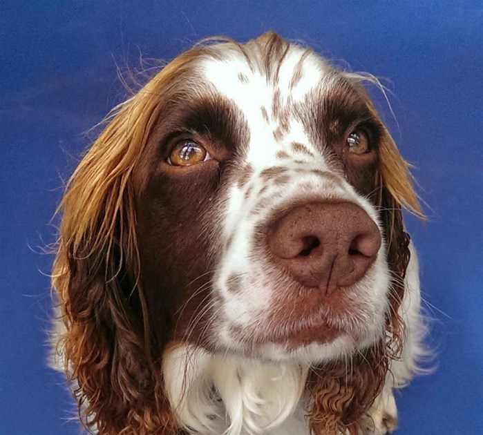John Kilby is fundraising for Woodgreen Pets Charity