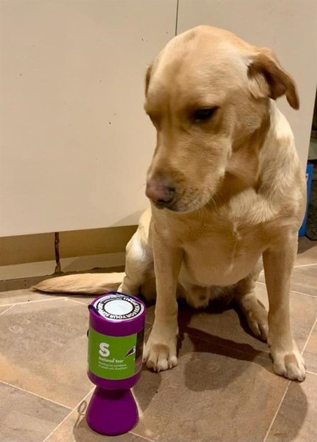 Max the mad labrador Mann is fundraising for National Star