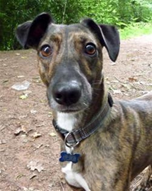 Vicky Harper is fundraising for Greyhound Gap