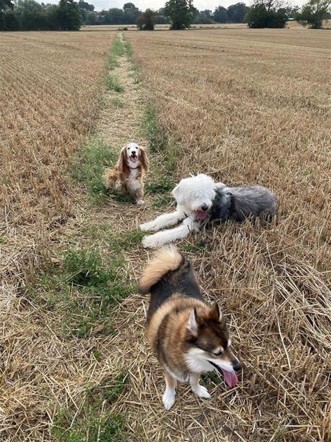 sonia hamilton is fundraising for Mind