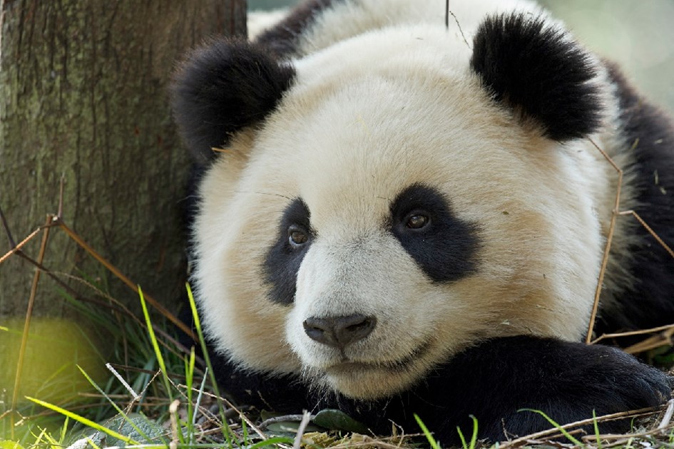Anki Lucas is fundraising for WWF-UK