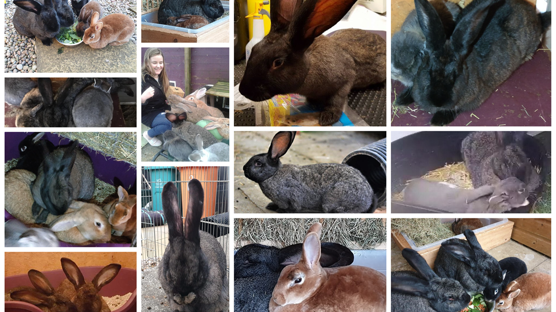 Hannah Jesney is fundraising for Beloved Rabbits