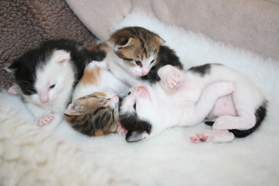 Sharon Broadhurst is fundraising for Cats Protection