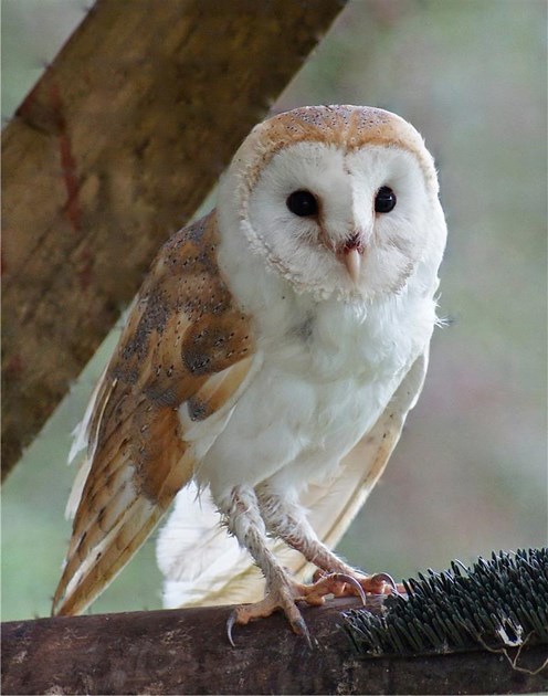 HART Wildlife is fundraising for Hart Wildlife Rescue