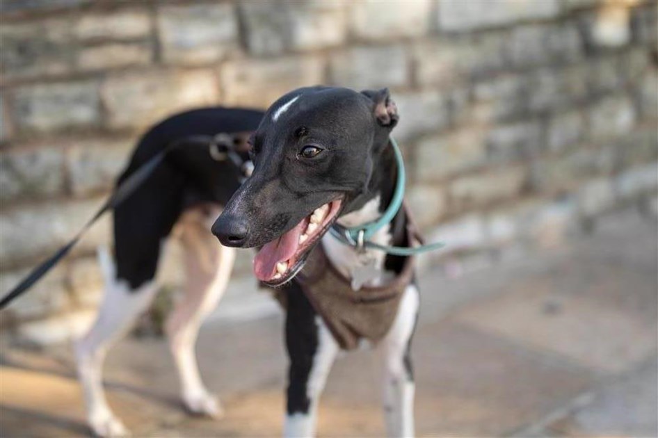 Matt Raeburn is fundraising for Just Whippets Rescue