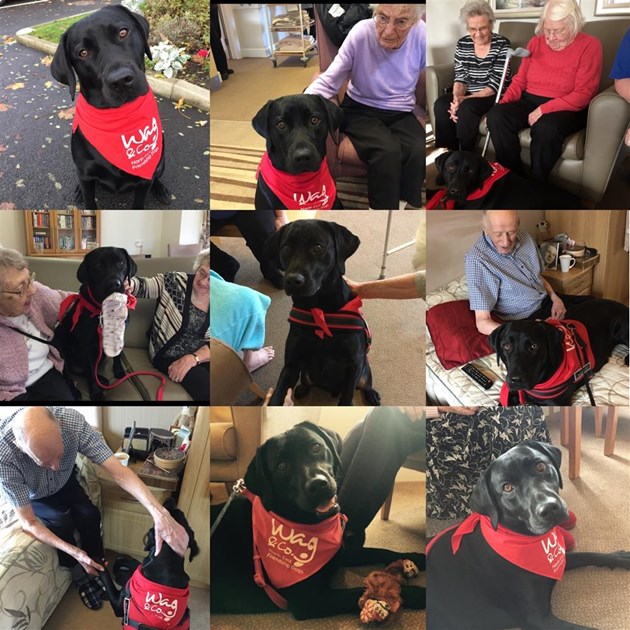 Evie Mercer is fundraising for Wag & Company North East Friendship Dogs