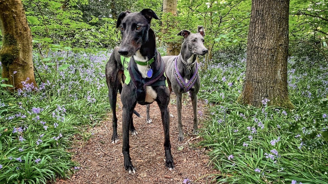 World Big Dog Walk Challenge with Greyhound Trust Hall Green - JustGiving