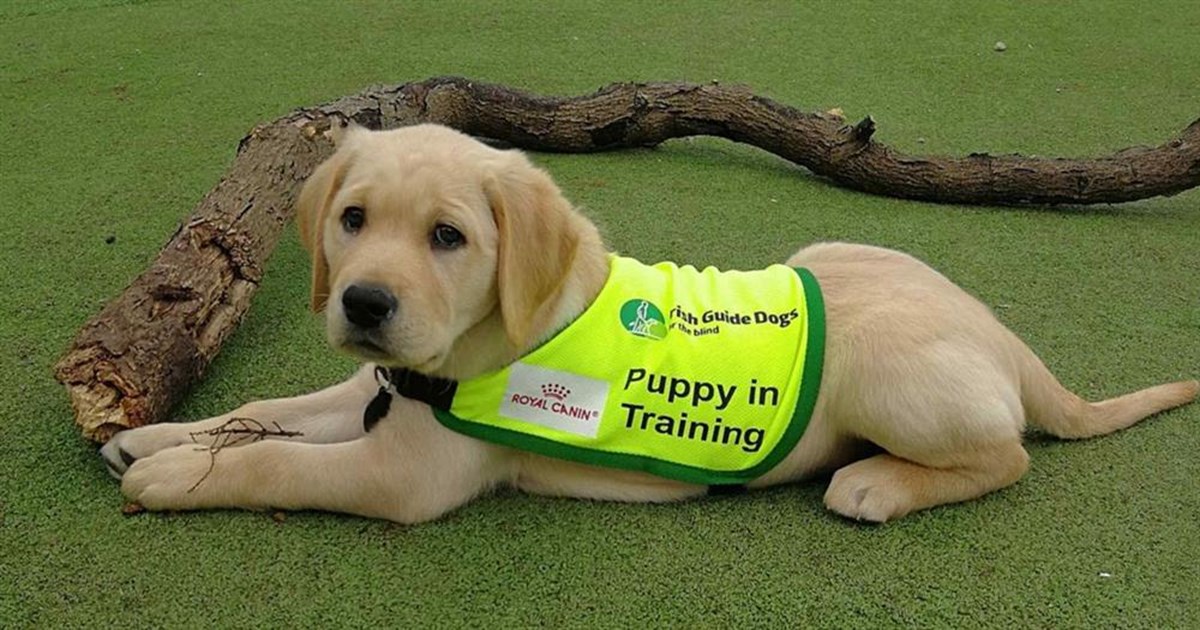 Olivia Nelms is fundraising for Guide Dogs