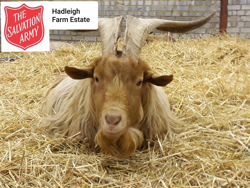 Hadleigh Farm Estate Rare Breeds Centre is fundraising for The ...