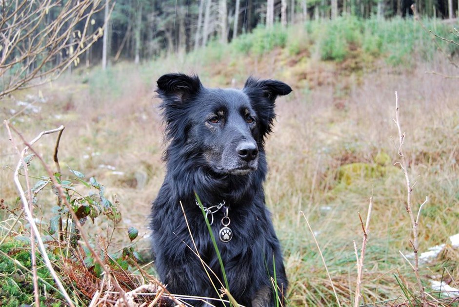 Ben Supple is fundraising for Scottish SPCA