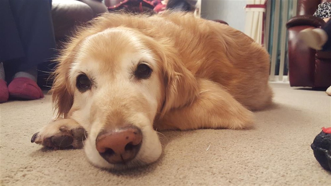 Lisa Manley is fundraising for Guide Dogs