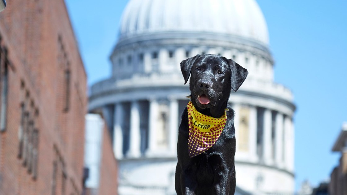 ROBERT SHARRATT is fundraising for Guide Dogs