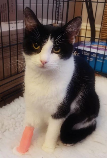 Oldham Cats Rescue is fundraising for Oldham Cats