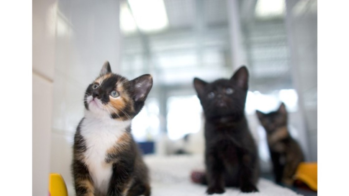 Amanda Campbell-Taylor is fundraising for Cats Protection