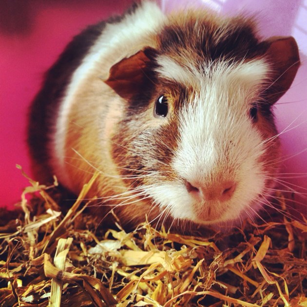 Adele Nagra is fundraising for RSPCA Coventry, Nuneaton and District Branch